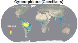 Mapping the World's Amphibian Diversity
