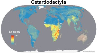 Mapping the World's Mammal Diversity