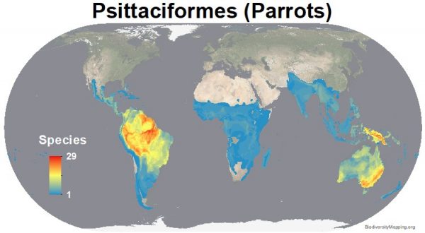 Mapping the World's Bird Diversity