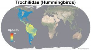 Mapping the World's Bird Diversity