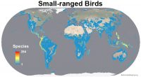 Mapping the World's Bird Diversity